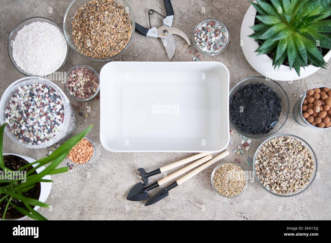 plastic box for soil substrate preparation for transplanting ...