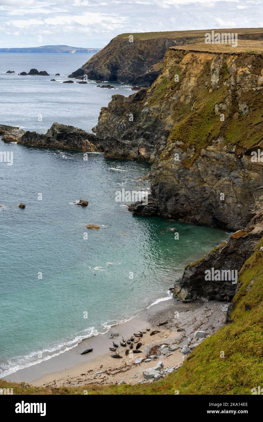A small beach and cove with common seals nestled in the cliffs of the ...