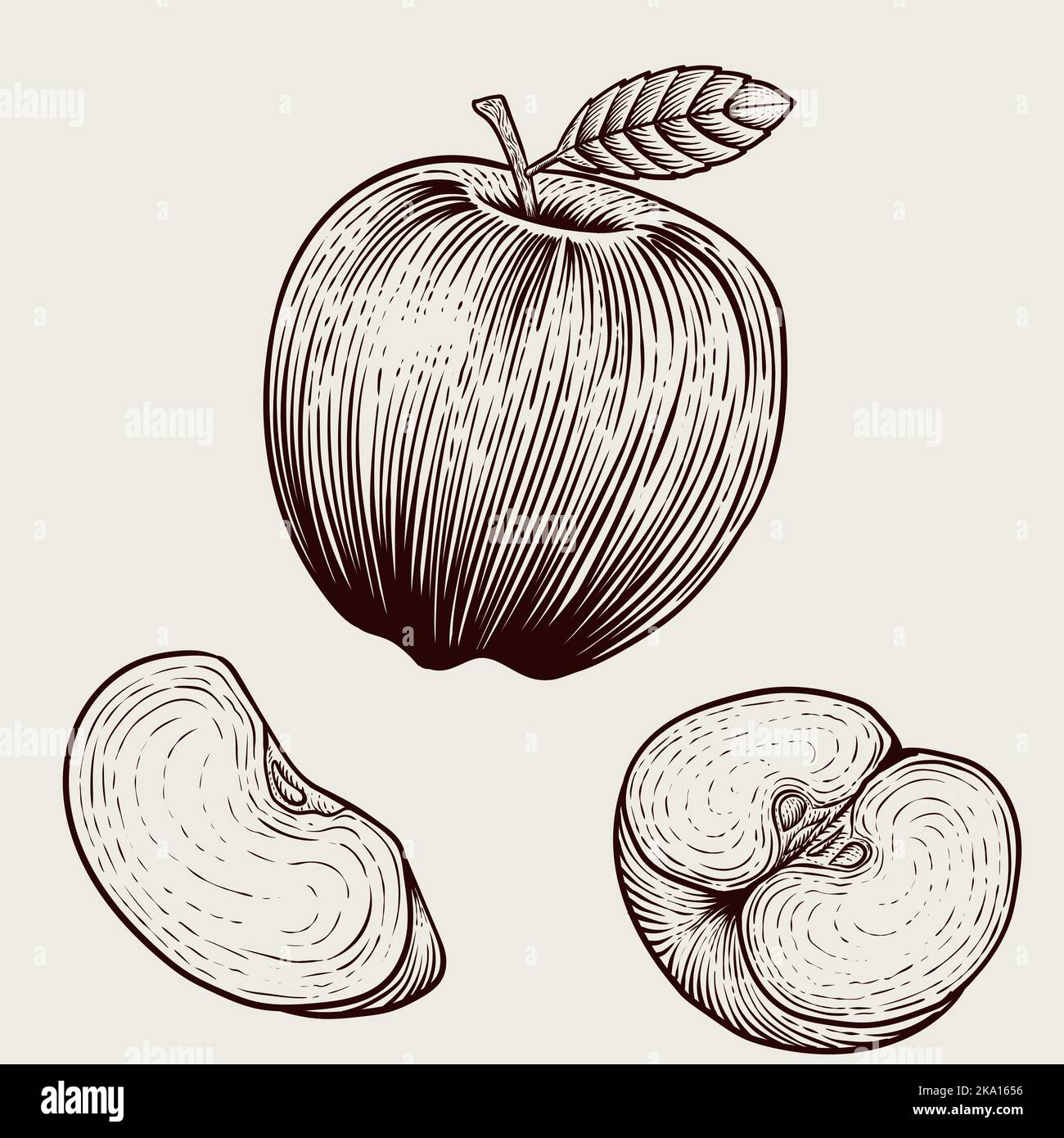 Illustration vintage apple fruit with engraving style on white ...