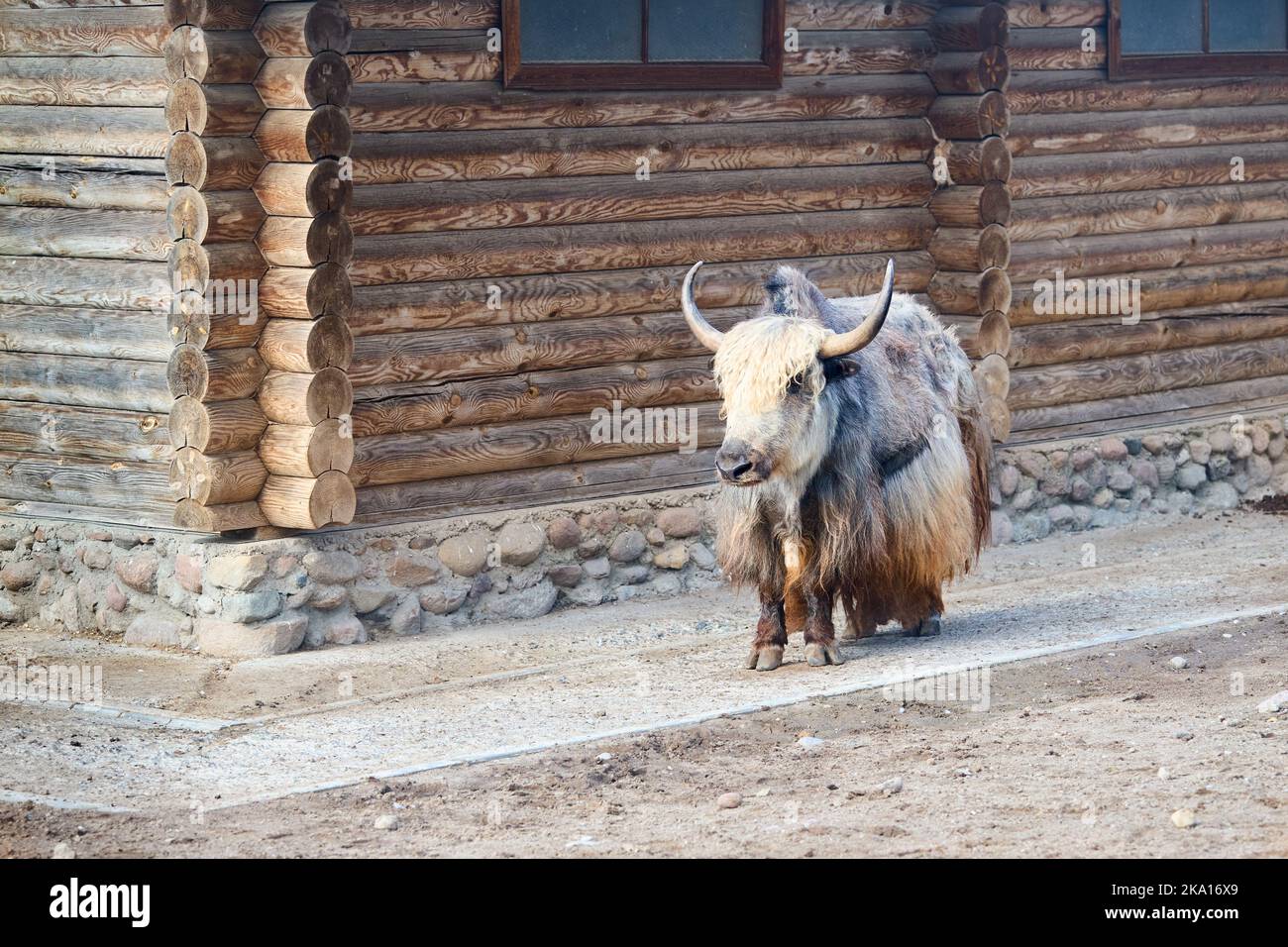 Brown yak bos mutus near farm barn with. Cattle mountain bull yak ox ...