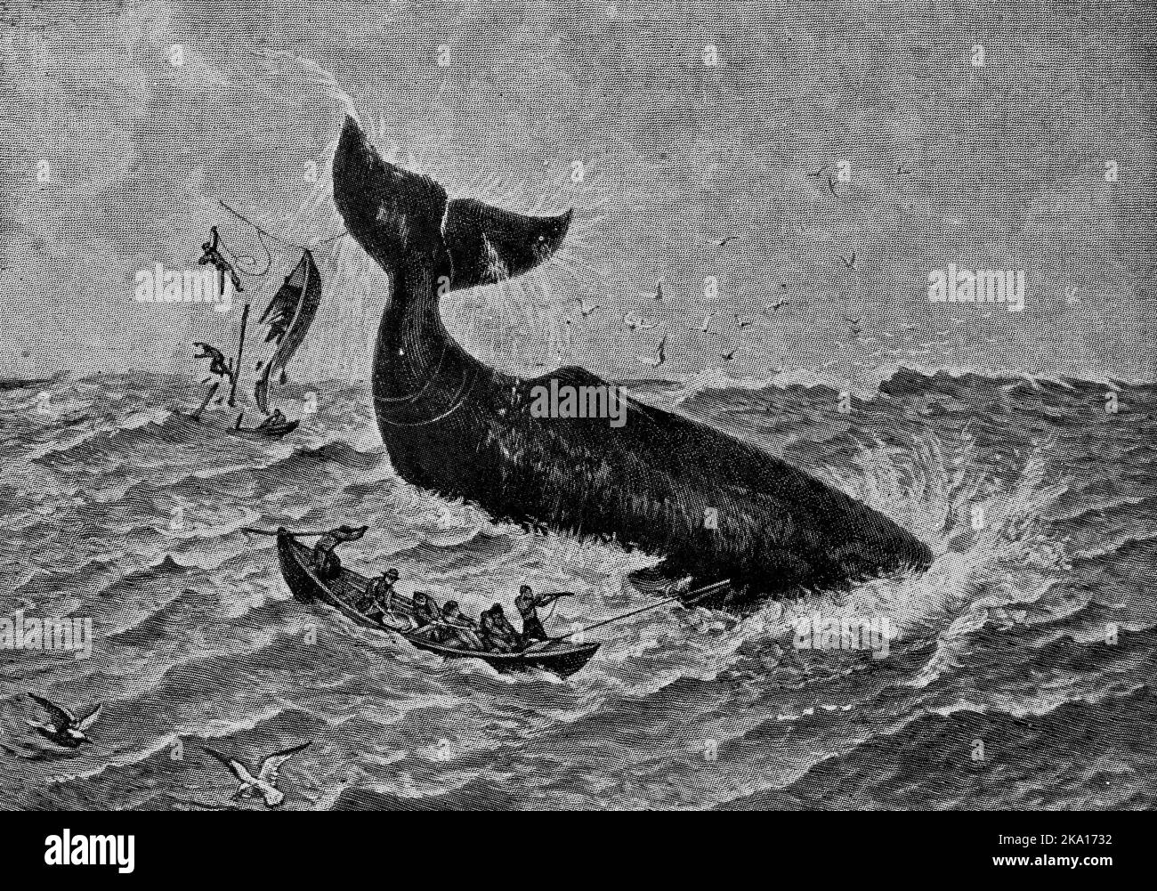 A whaling crew uses a lance bomb to kill a sperm whale Stock Photo - Alamy