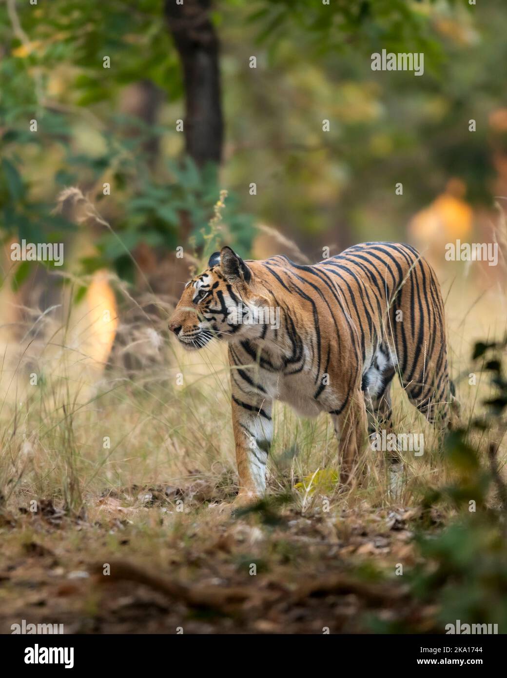 wild bengal female tiger or panthera tigris tigris on prowl in morning ...