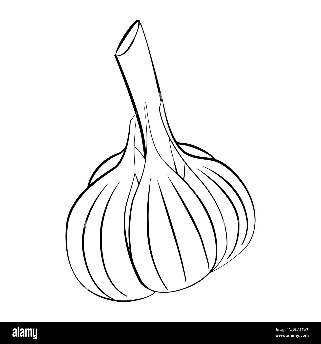 Garlic in a thin line. Vector on a white background Stock Vector Image ...