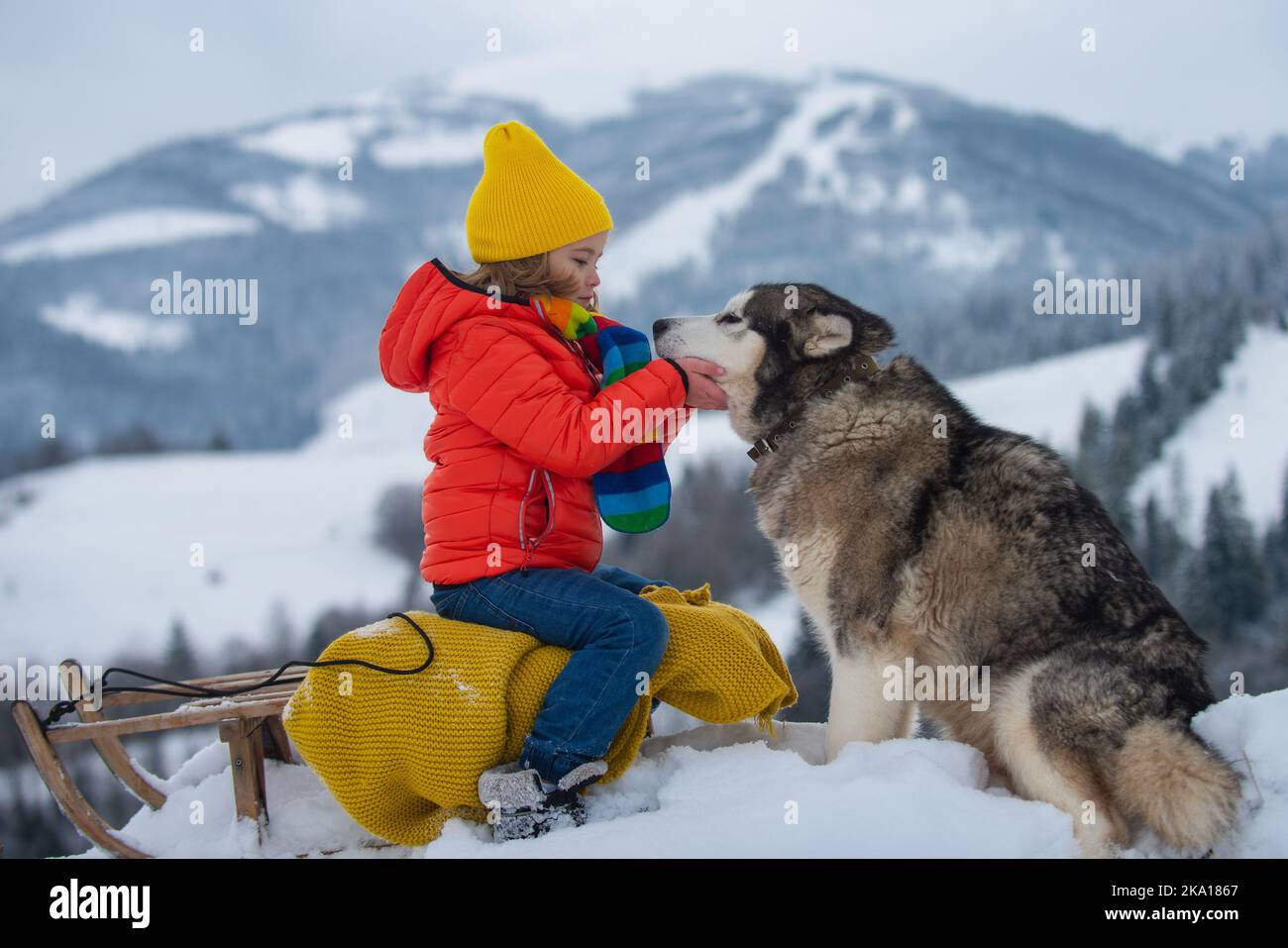 Funny boy having fun with husky dog on a sleigh in winte on snowy ...