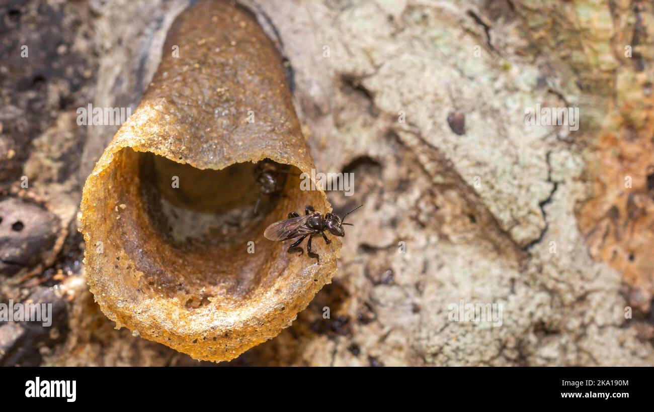Closeup of stingless bee (Trigona sp) in the entrance of the nest. This ...
