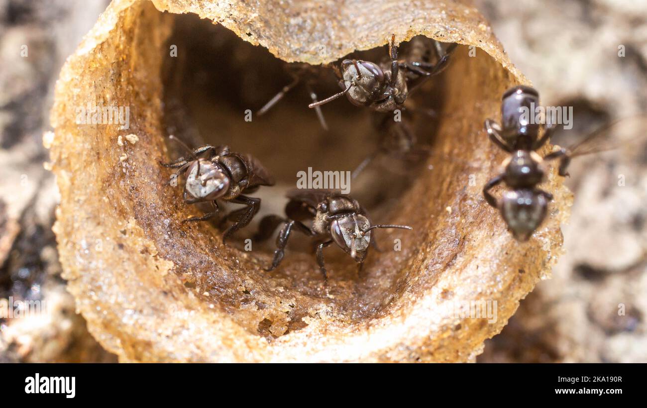 Laviceps hi-res stock photography and images - Alamy