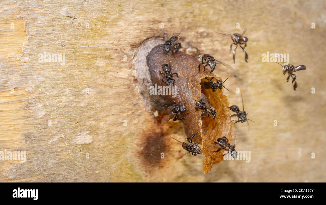 Melipona bee hi-res stock photography and images - Alamy