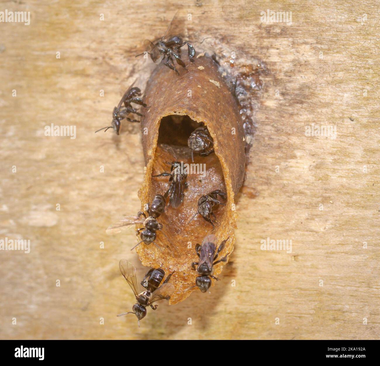 Closeup of stingless bee (Trigona sp) in the entrance of the nest. This ...