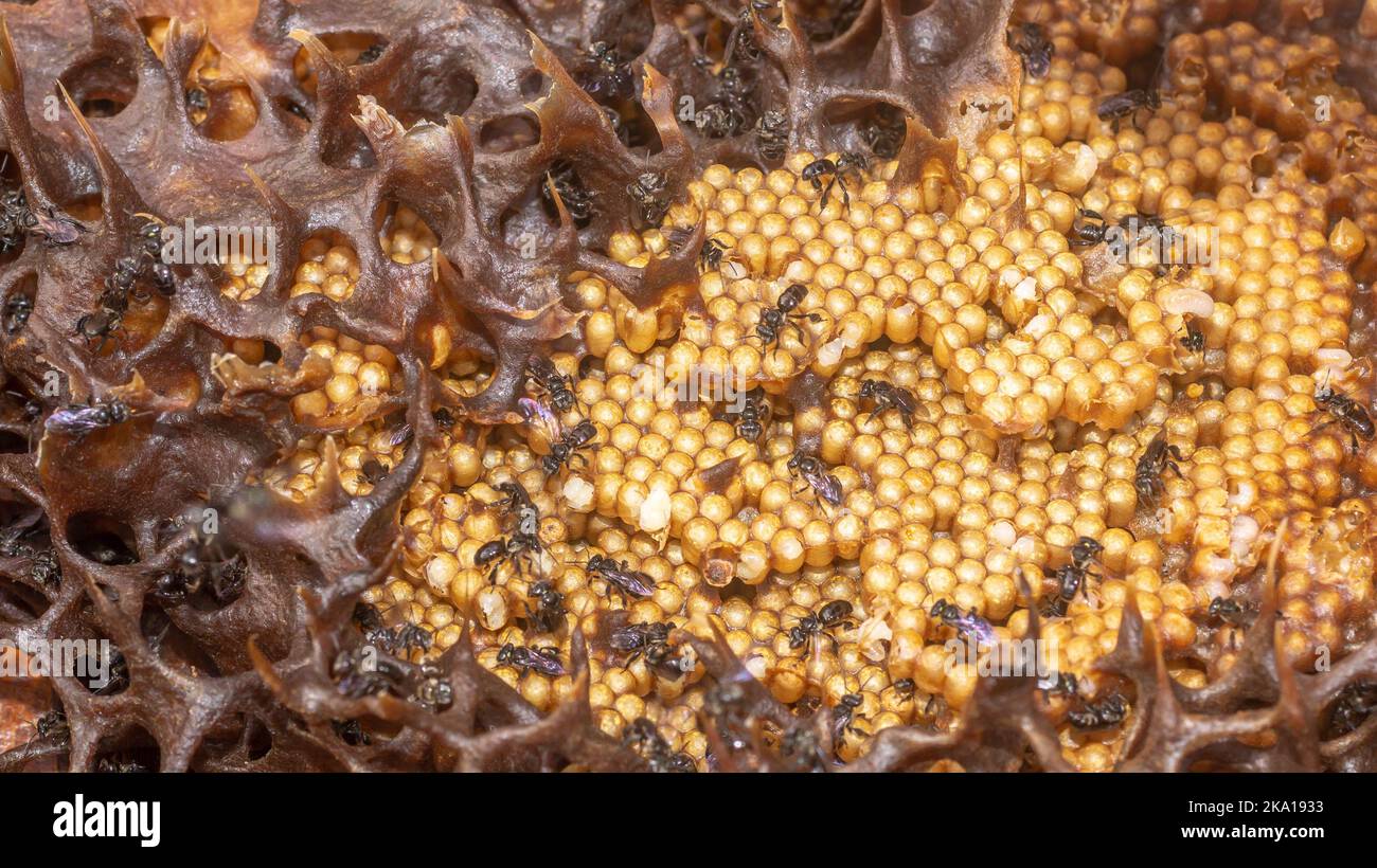 Inside the hive of stingless bee. The eggs of Trigona aitama surrounded ...