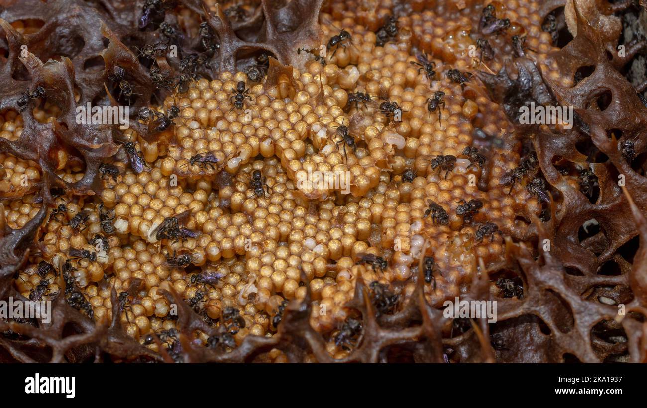 Inside the hive of stingless bee. The eggs of Trigona aitama surrounded ...