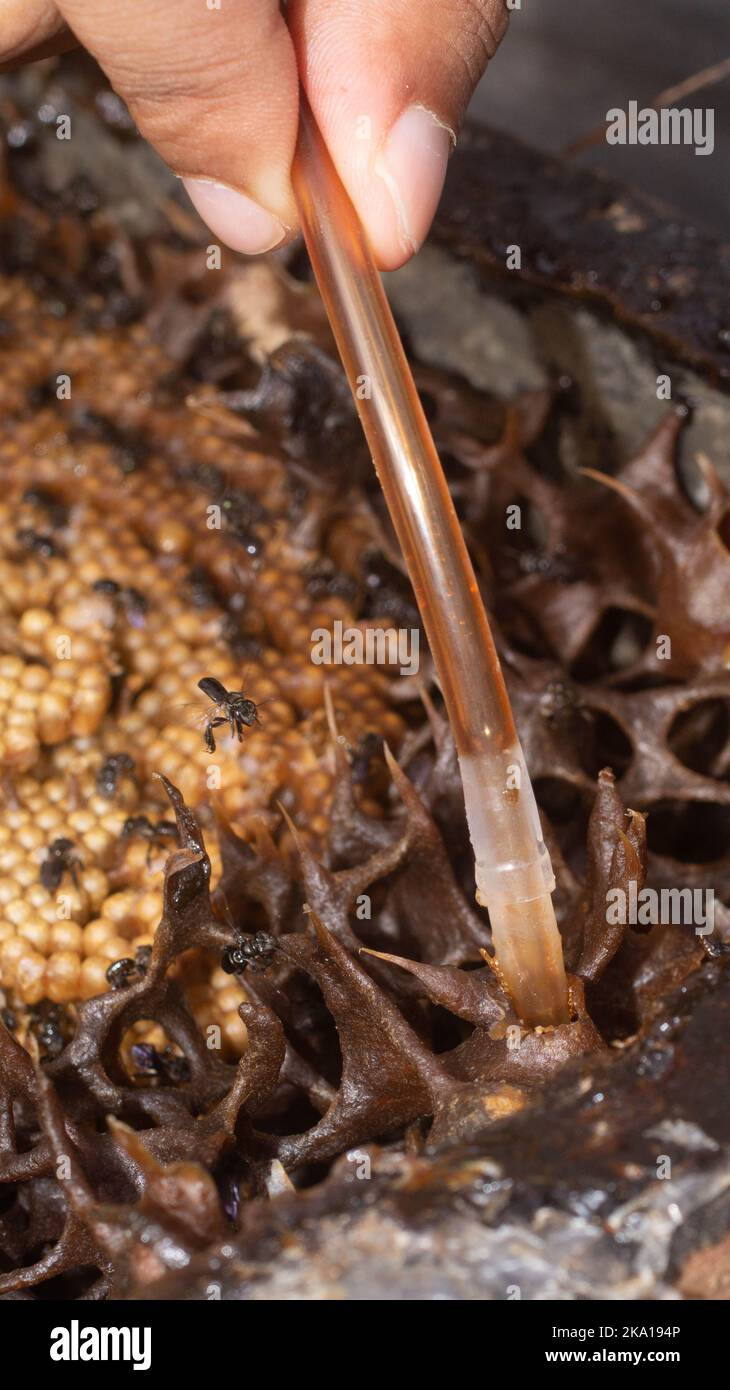 The process of harvesting honey from stingless bee hive using small ...