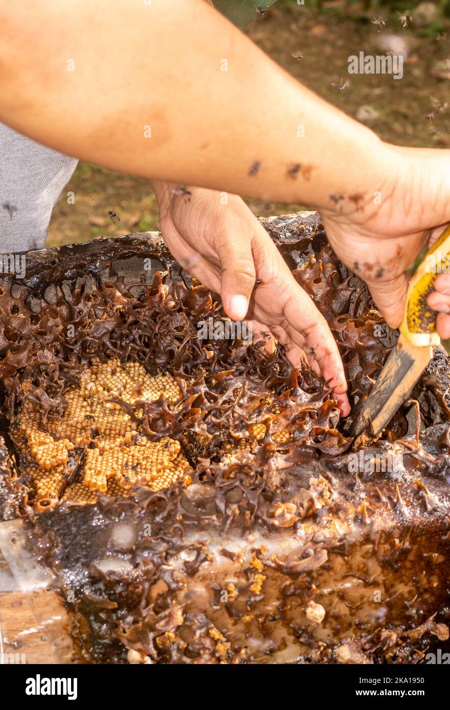 The process of separating the colony of stingless bee (Trigona s.p ...