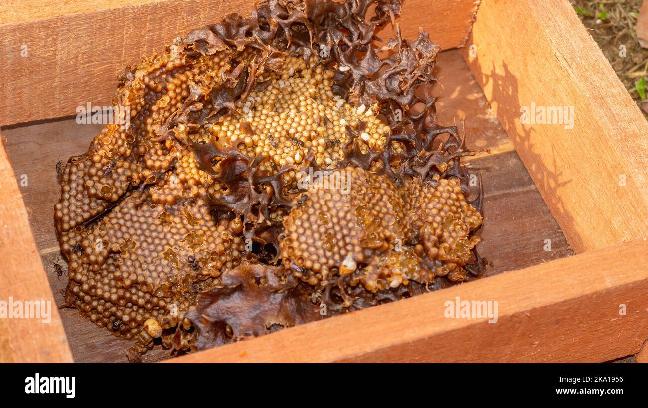 Inside the hive of stingless bee. The eggs of Trigona aitama surrounded ...