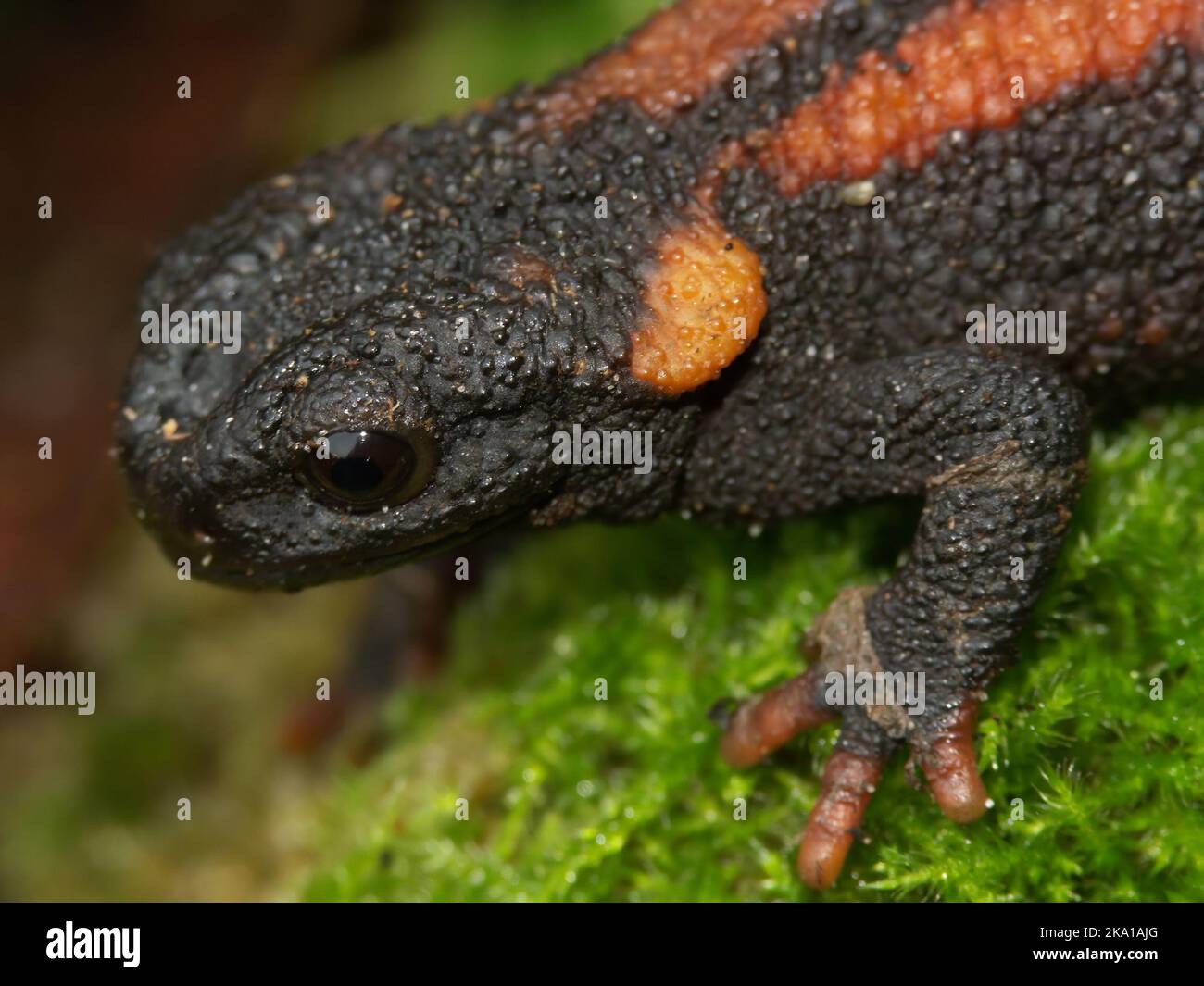 Closeup on a gorgeous juvenile of the endangered Chinese Red-tailed ...
