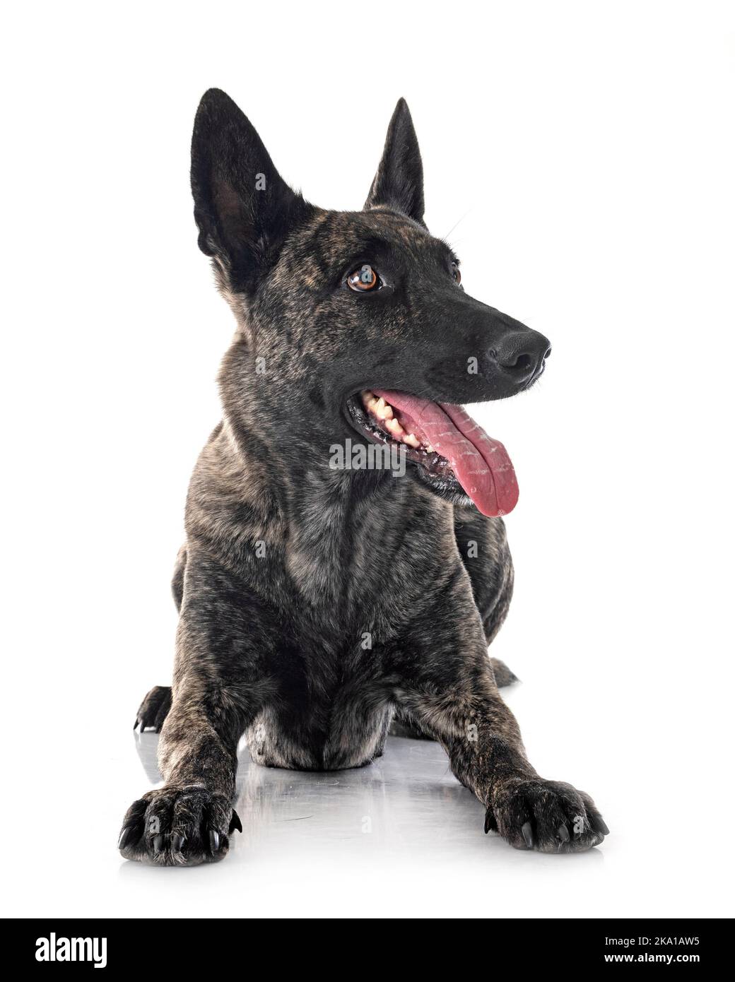 Dutch Shepherd in front of white background Stock Photo - Alamy