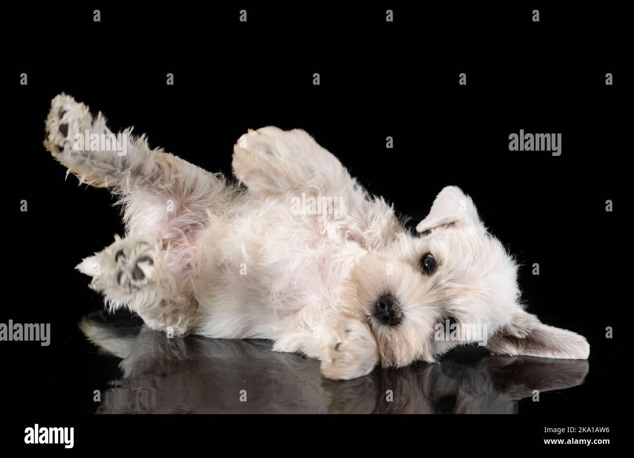 puppy miniature schnauzer in front of black background Stock Photo - Alamy