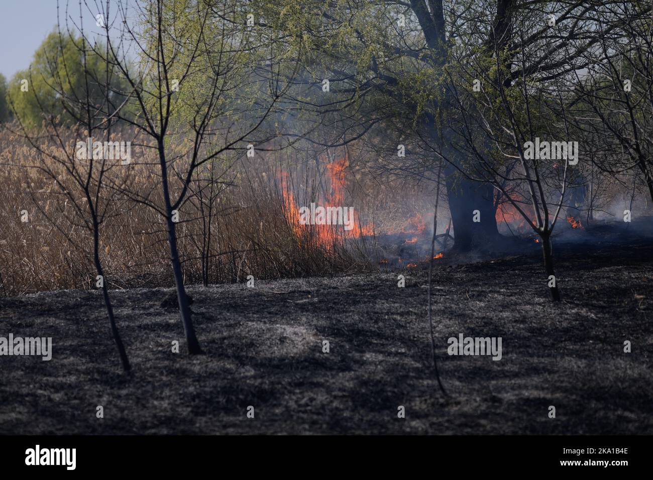 Bucharest, Romania - April 5, 2022: Wildfire of vegetation in the ...