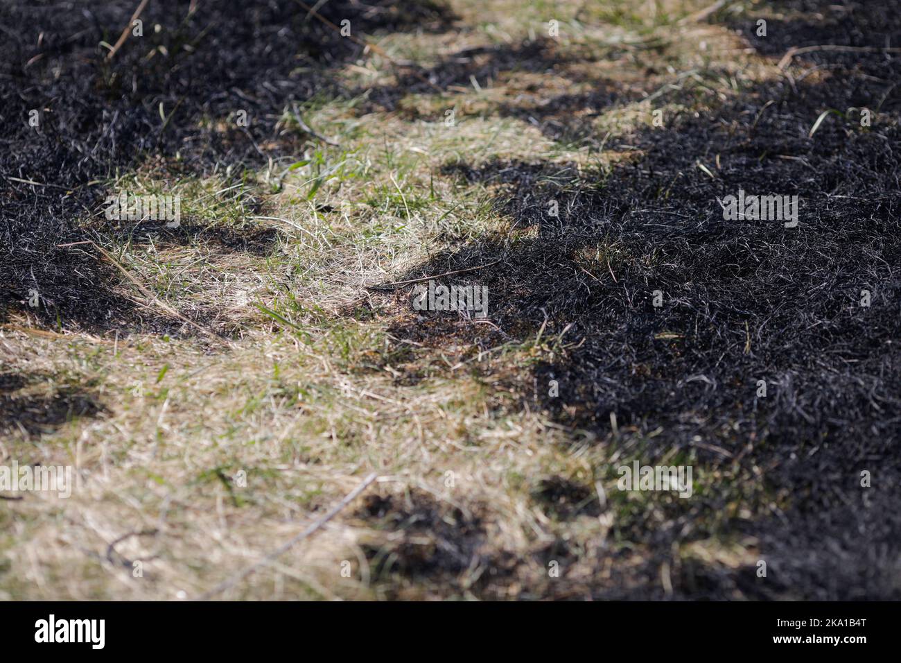 Shallow depth of field (selective focus) details with burnt vegetation ...