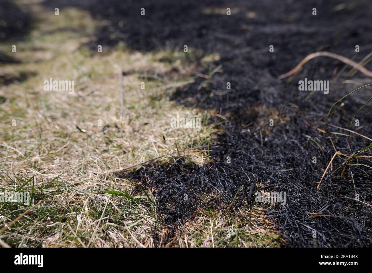 Shallow depth of field (selective focus) details with burnt vegetation ...