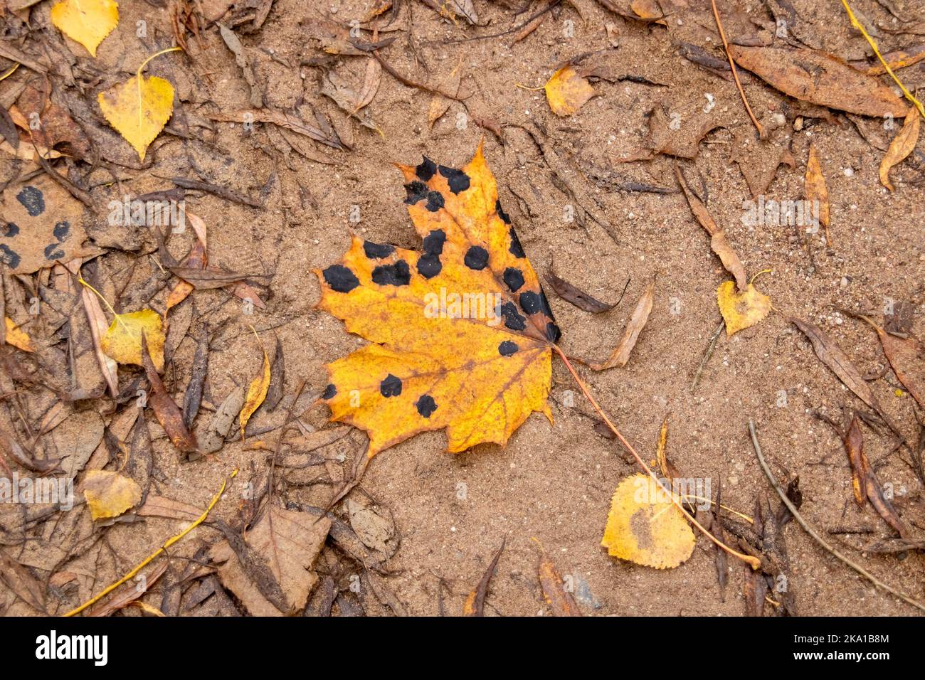 Diseased maple tree leaf hi-res stock photography and images - Alamy