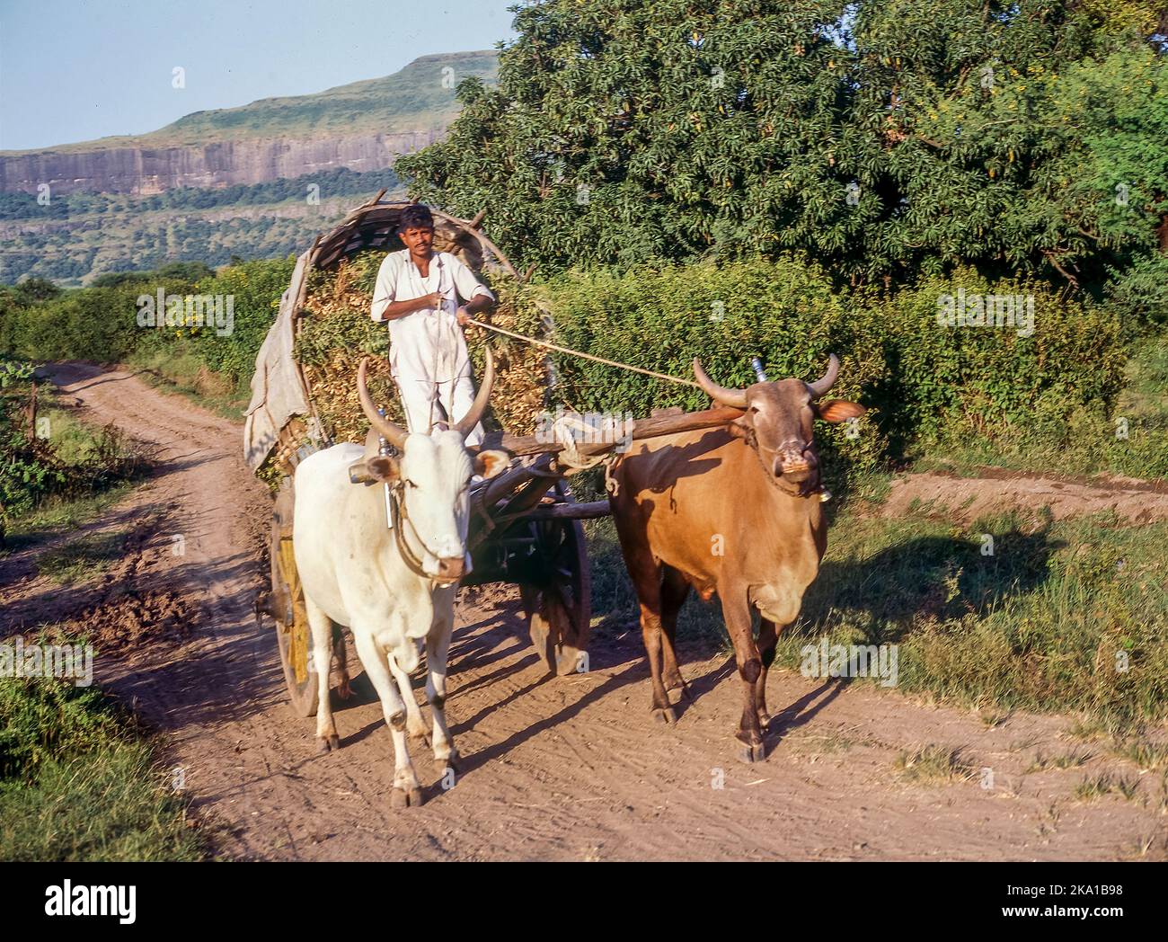 Farmer with his Bullock cart Stock Photo - Alamy
