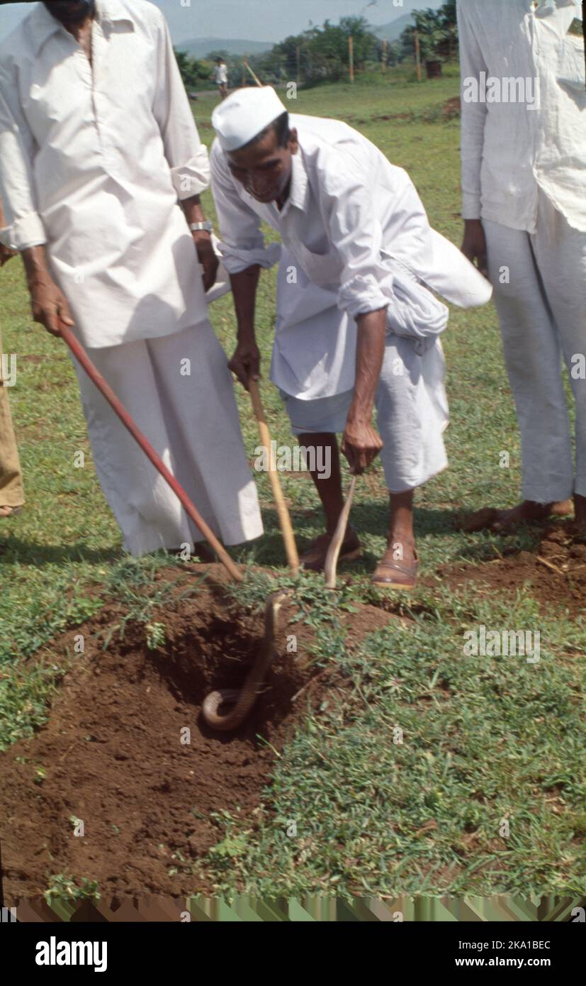 Nag Panchami Festival At Battis Shirala Village:- Shirala Village is in ...