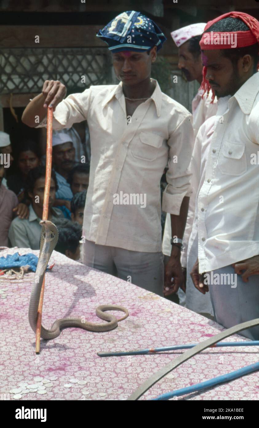 Nag Panchami Festival At Battis Shirala Village:- Shirala Village is in ...
