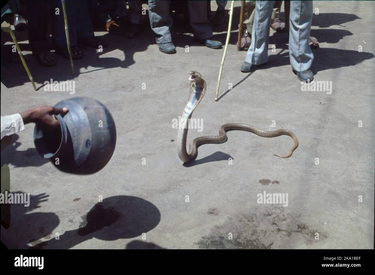 Nag Panchami Festival At Battis Shirala Village:- Shirala Village is in ...