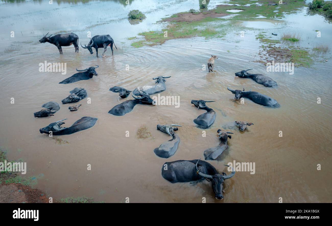 Buffalo bathing, soaking in the swamp Stock Photo - Alamy