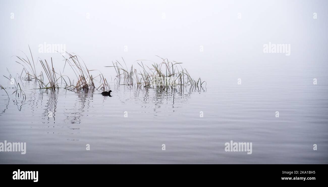 Fog drifting over Lake Pupuke. Bird swimming among the reeds. Takapuna ...
