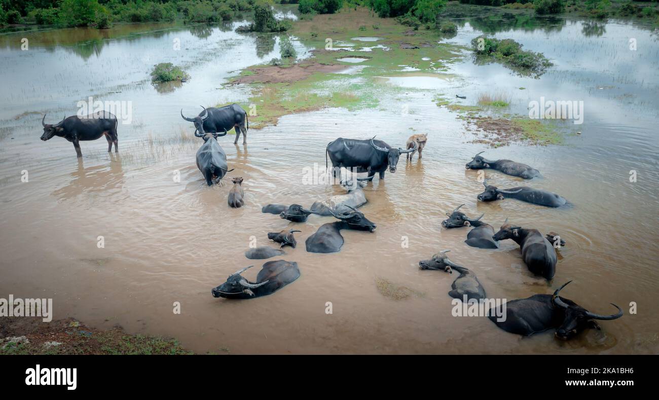 Big horned asian water buffalo hi-res stock photography and images - Alamy