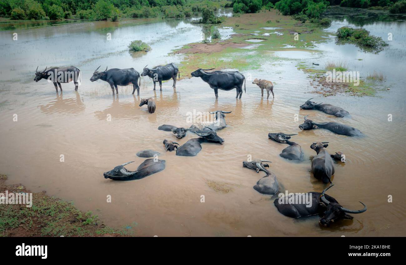 Buffalo bathing, soaking in the swamp Stock Photo - Alamy