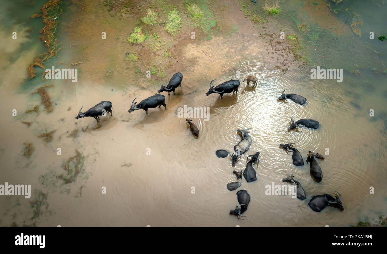 Big horned asian water buffalo hi-res stock photography and images - Alamy