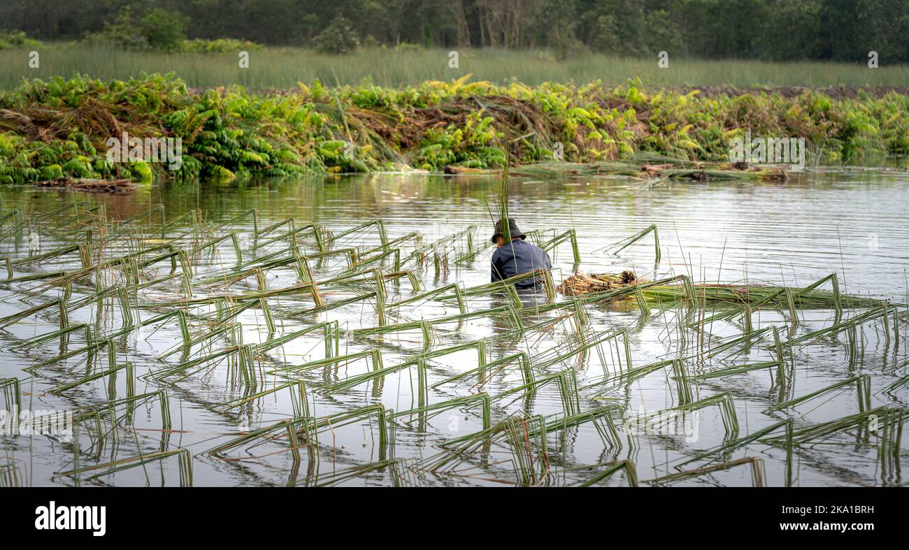 Farmers plant Lepironia artiulata. This tree is planted a lot by people ...