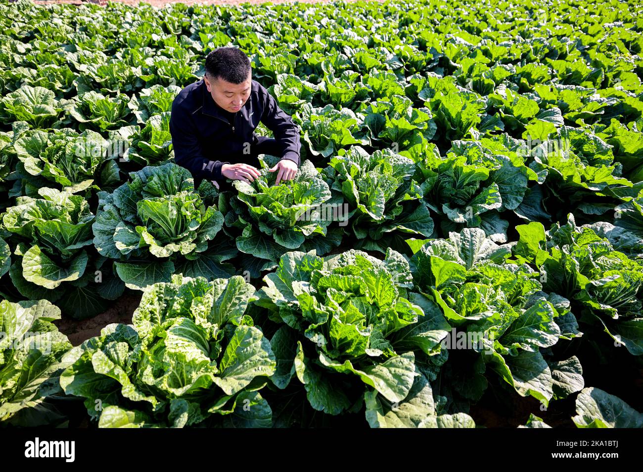 Chinese cabbages are growing well and about to harvest in Huishuiwan ...