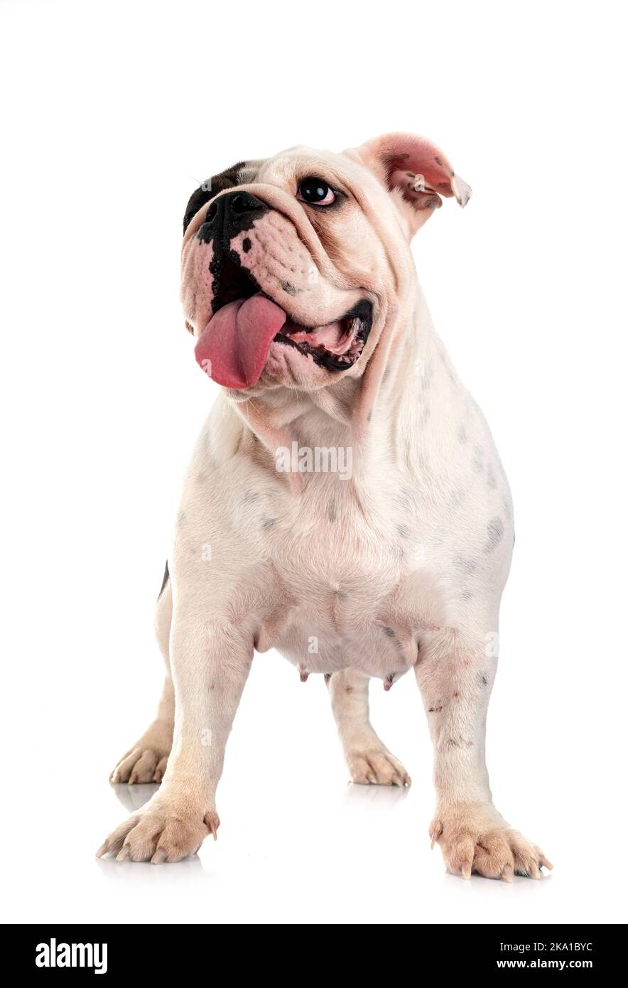 english bulldog in front of white background Stock Photo - Alamy