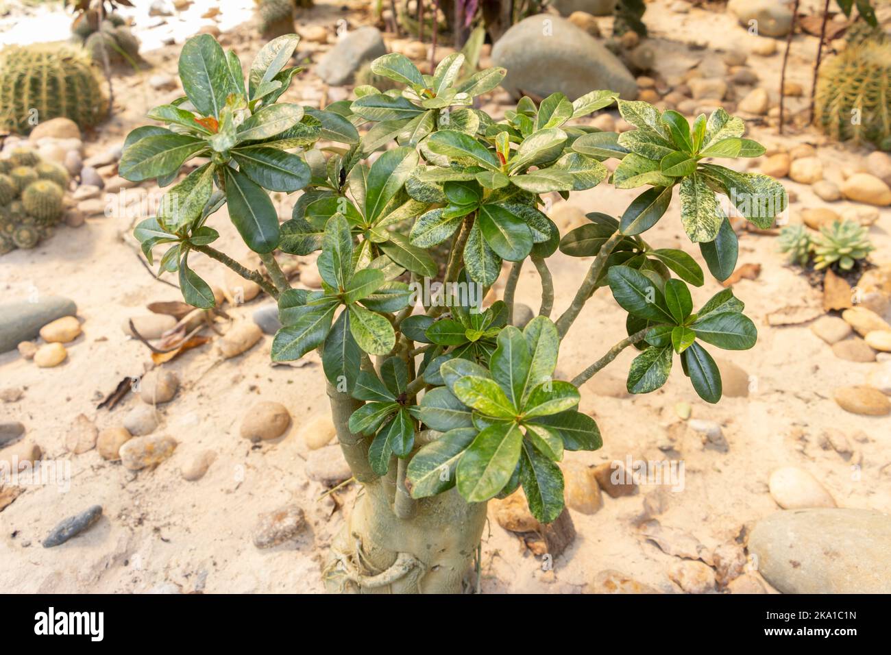 Dorstenia species hi-res stock photography and images - Alamy