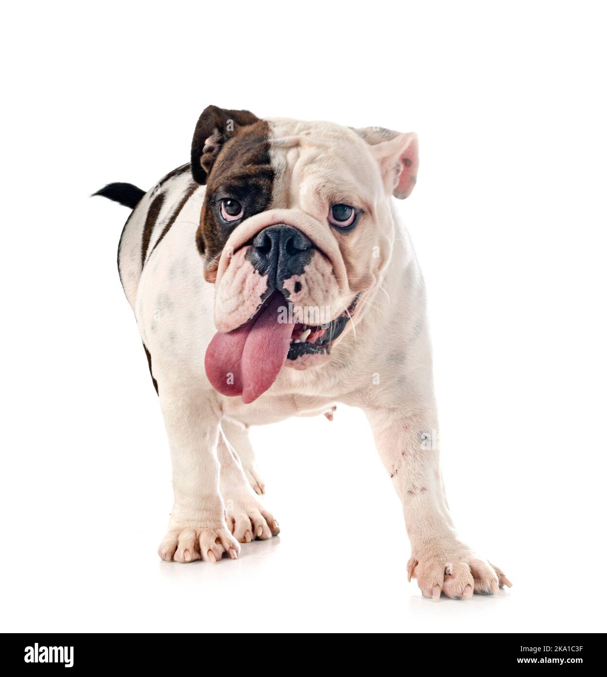 english bulldog in front of white background Stock Photo - Alamy