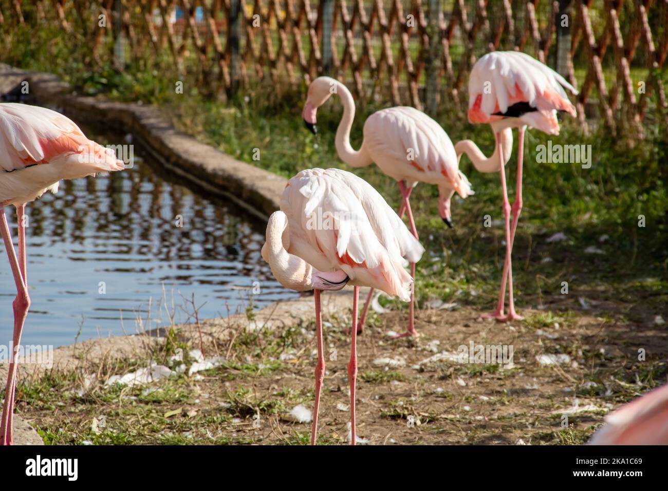 Flamingo field hi-res stock photography and images - Alamy