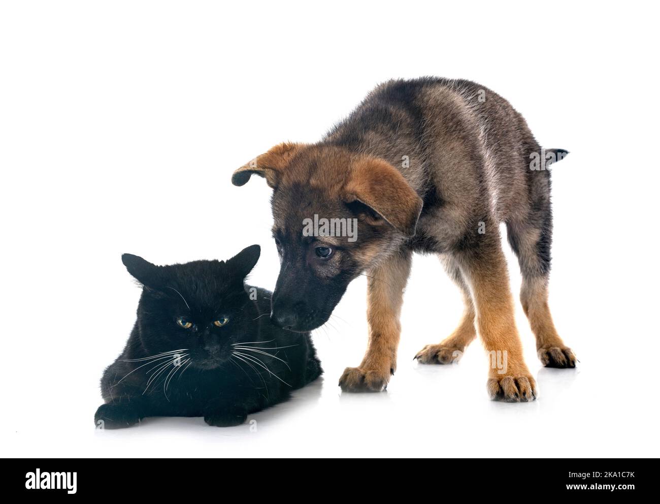 puppy german shepherd and cat in front of white background Stock Photo ...