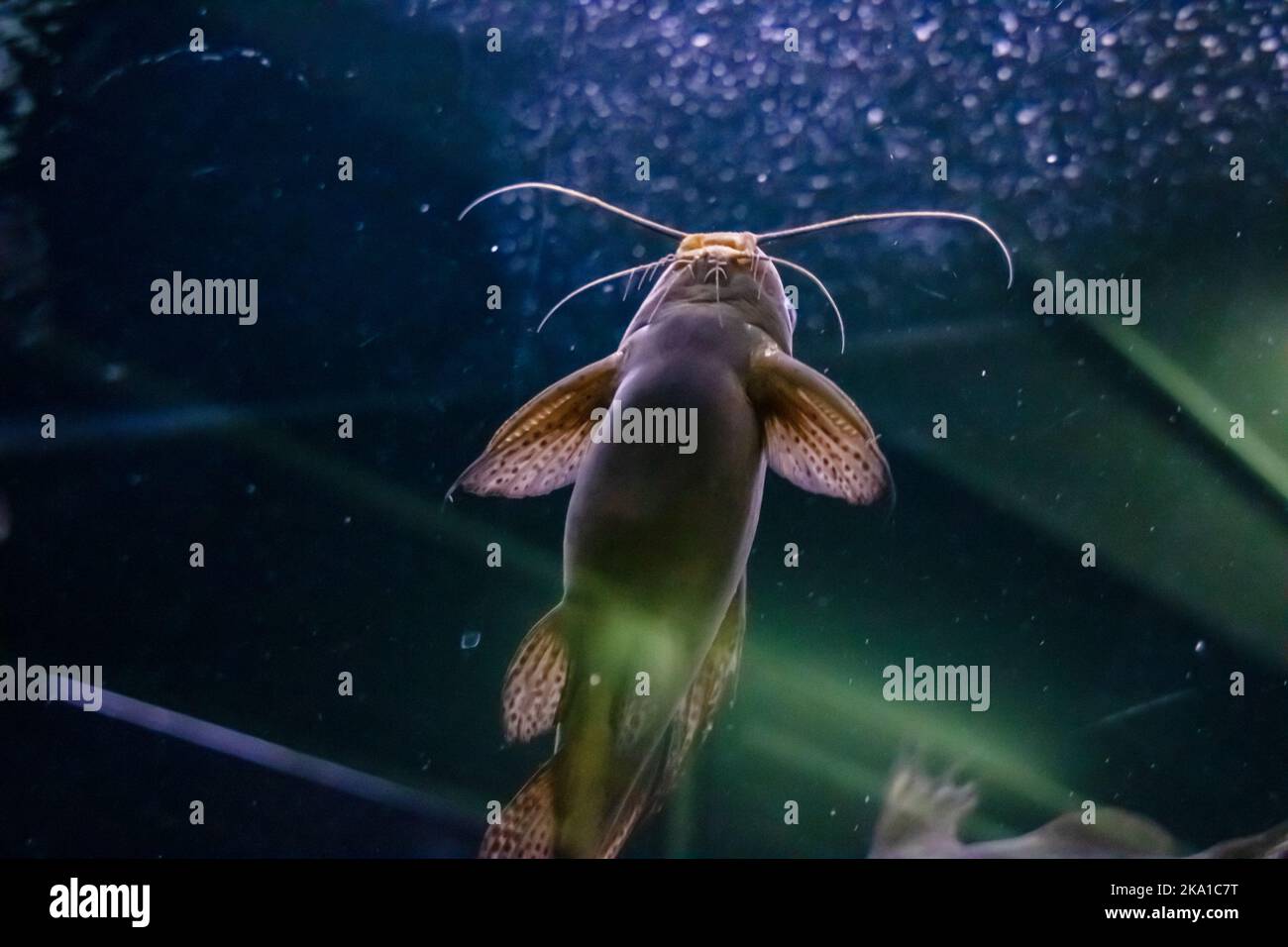 Black catfishes swim in dark water close up Stock Photo - Alamy