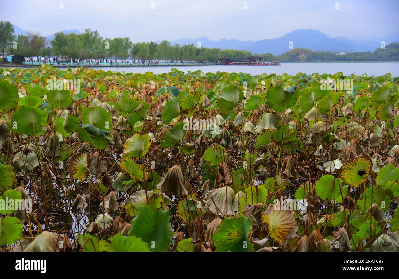 Lotus leaves turning yellow gradually in late autumn, West Lake ...