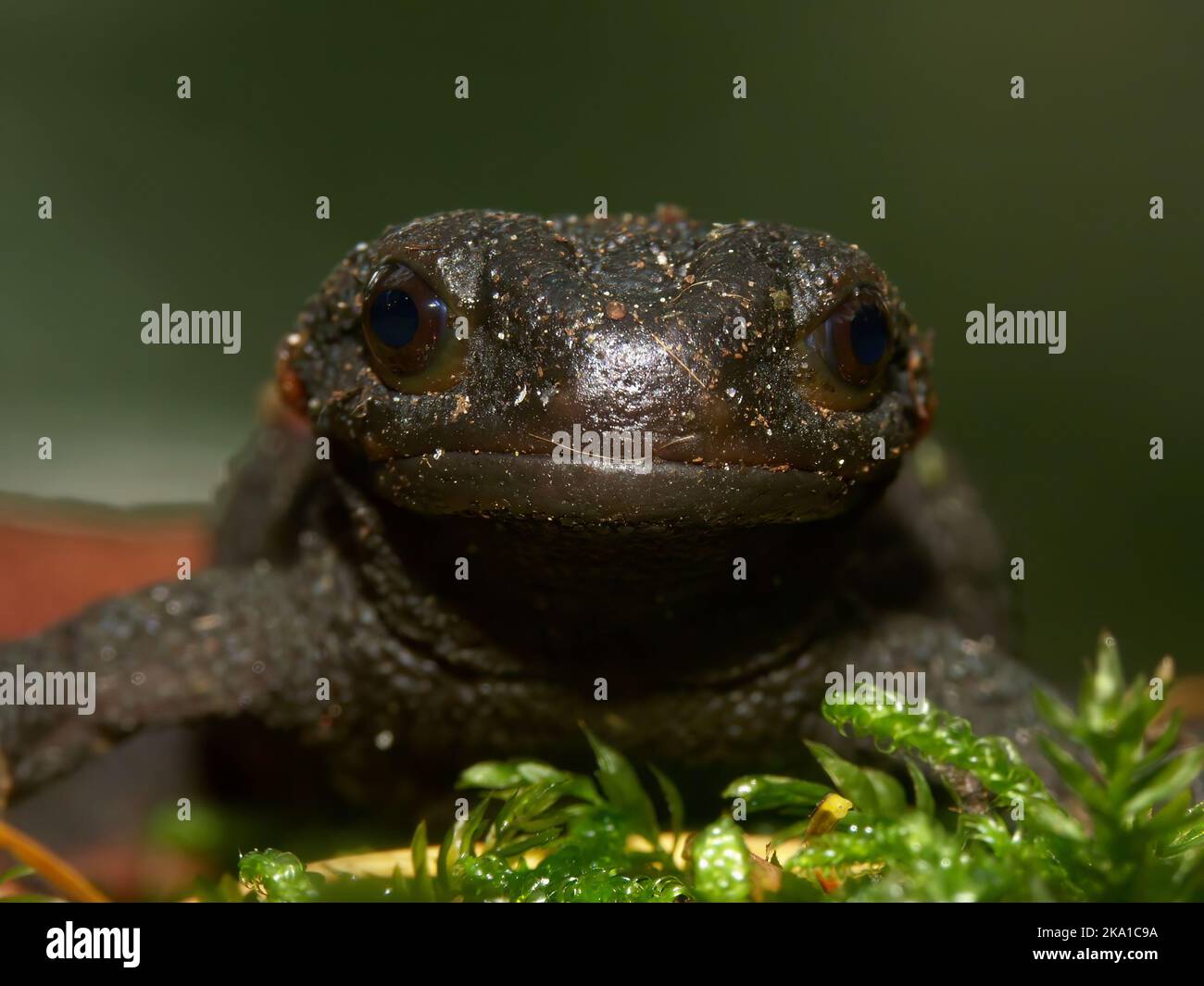 Closeup on a gorgeous juvenile of the endangered Chinese Red-tailed ...