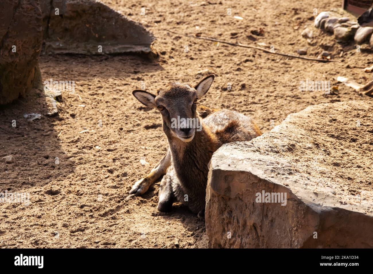 Shot small white goat hi-res stock photography and images - Alamy