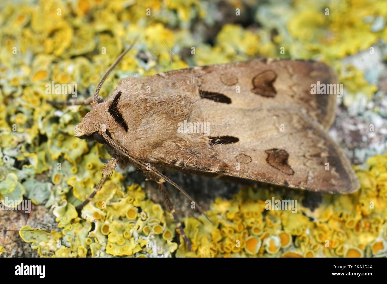 Dorsal closeup on the heart and dart owlet moth,Agrotis exclamationis ...