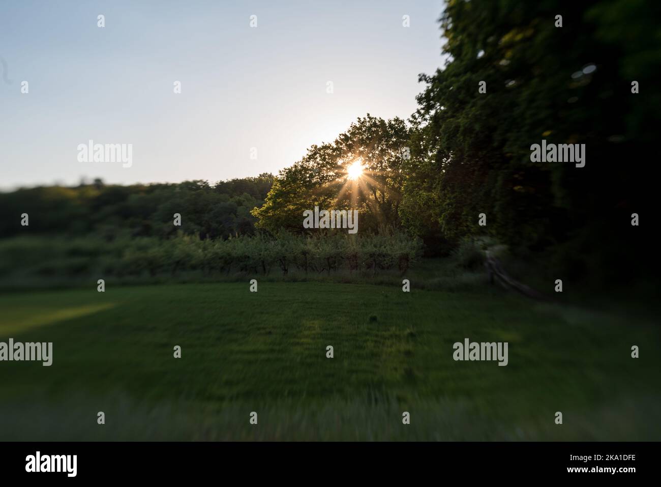 sunset at autumn forest sun beam trough tree Stock Photo - Alamy