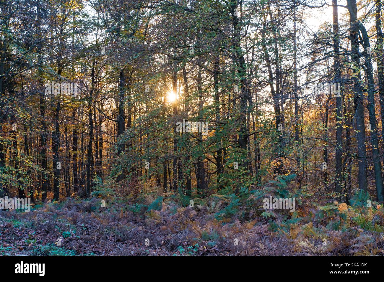 sunset at autumn forest sun beam trough tree Stock Photo - Alamy