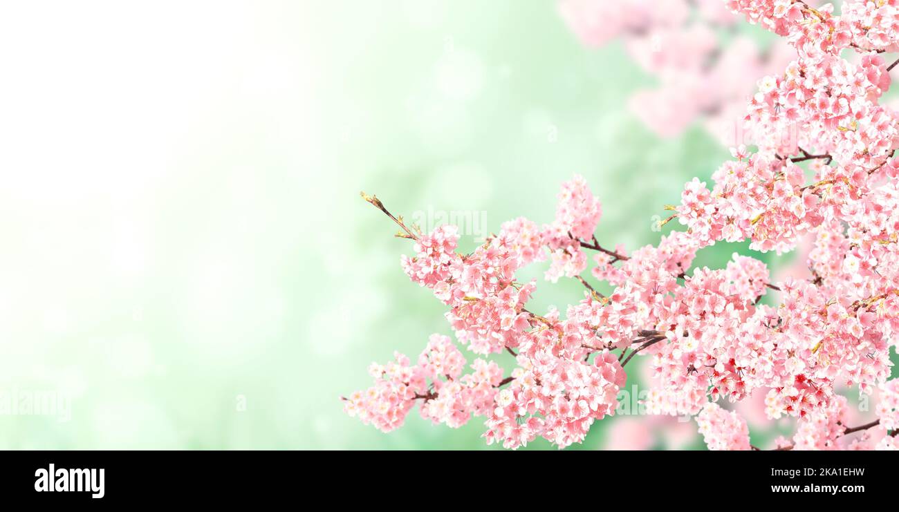 Horizontal banner with sakura flowers of pink color on sunny backdrop ...