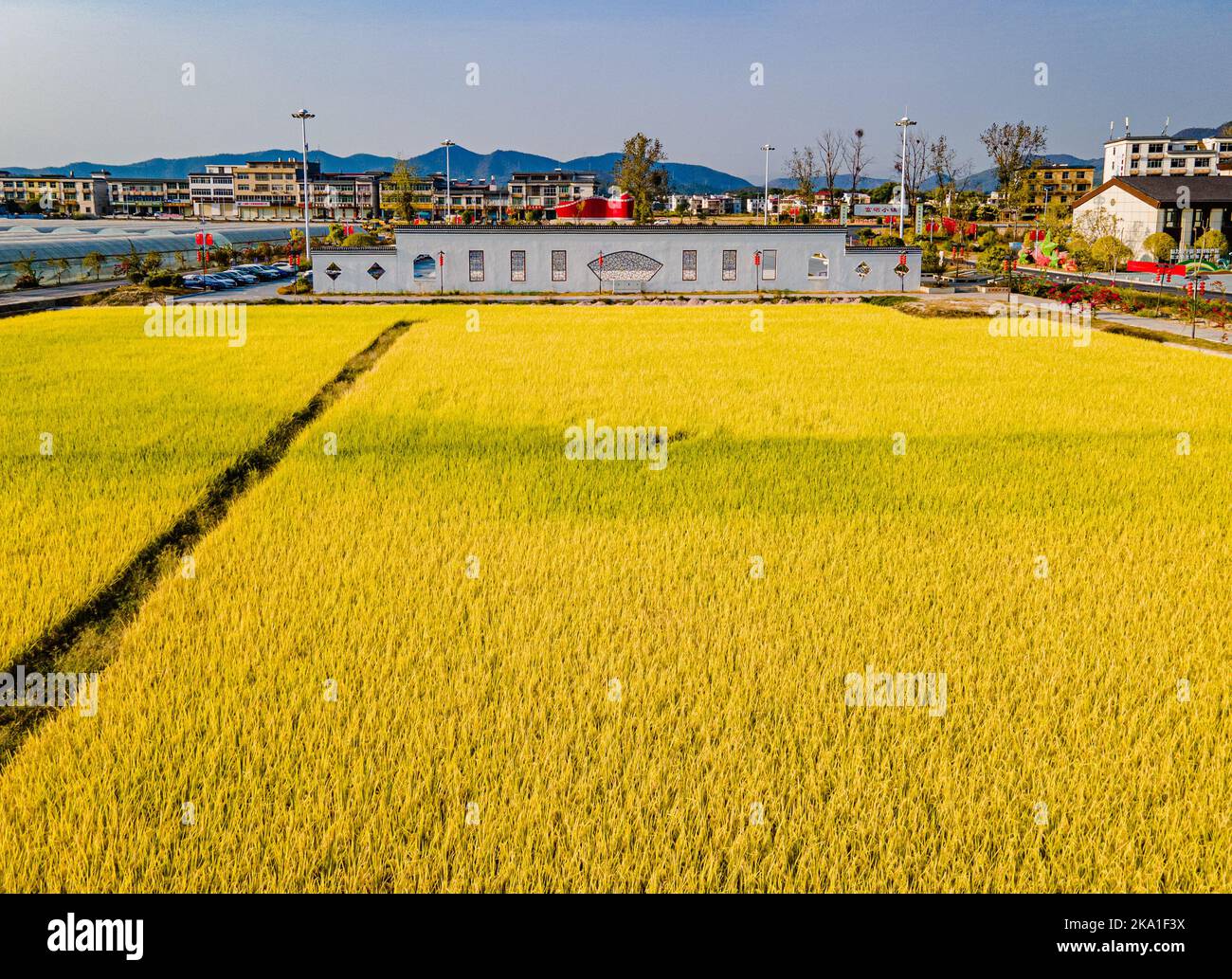 Aerial photos show picturesque rice field views in Fuxi Town. Ganzhou ...