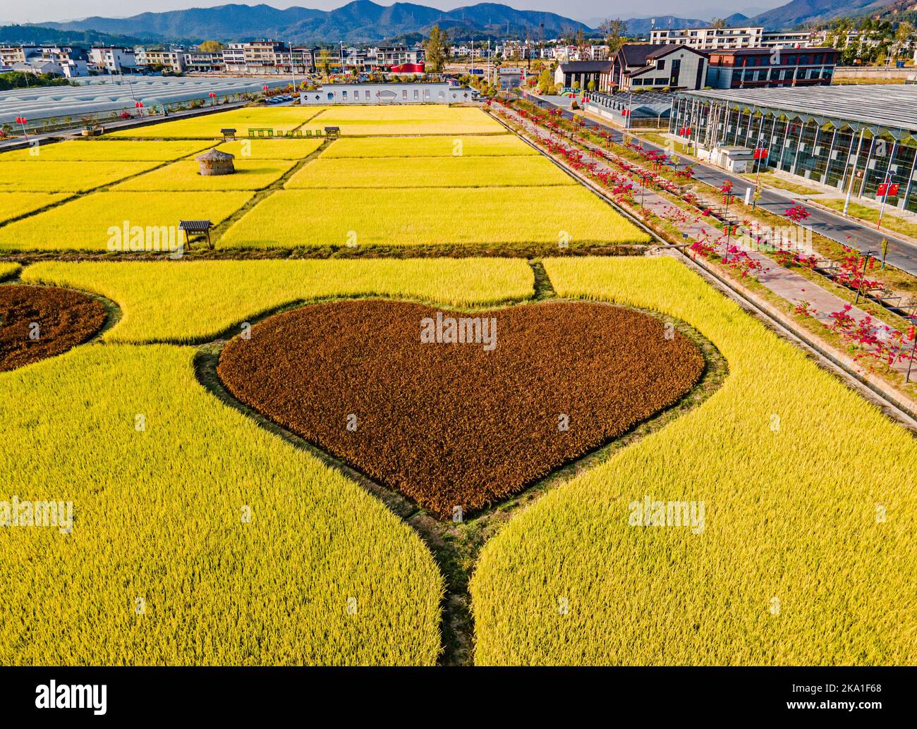 Aerial photos show picturesque rice field views in Fuxi Town. Ganzhou ...